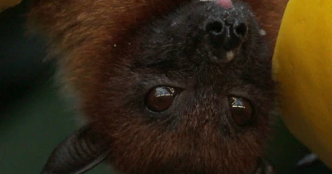 7 Chilling Facts About Bats For Kids – The Lollipop Book Club