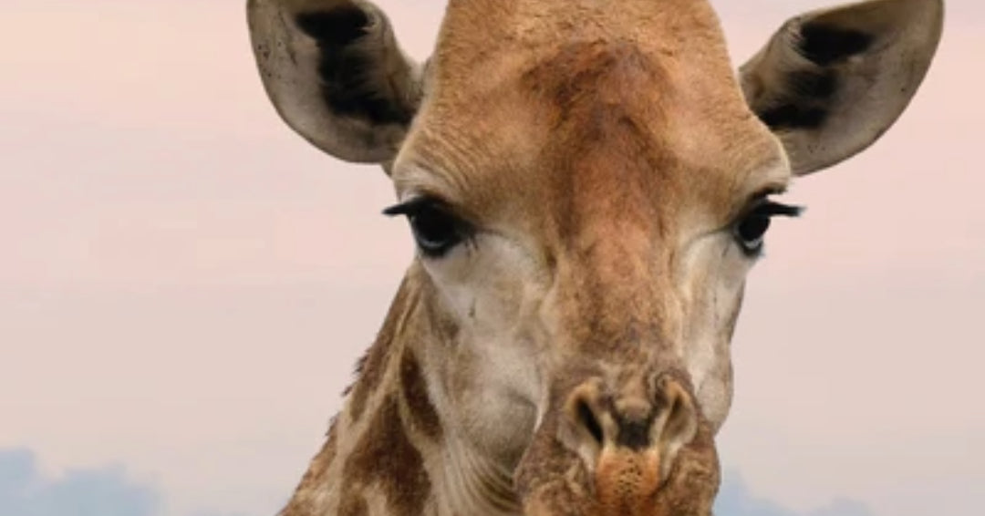 12 Fantastic Children's Books About Giraffes – The Lollipop Book Club