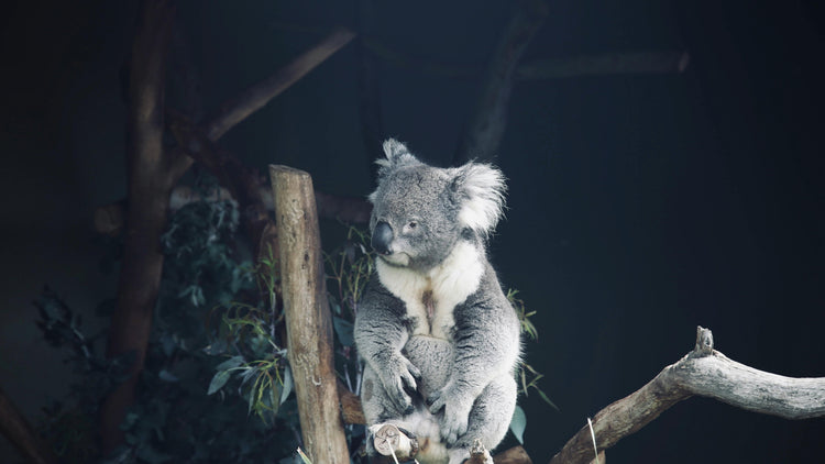 12 Cuddly Koala Books For Kids – The Lollipop Book Club