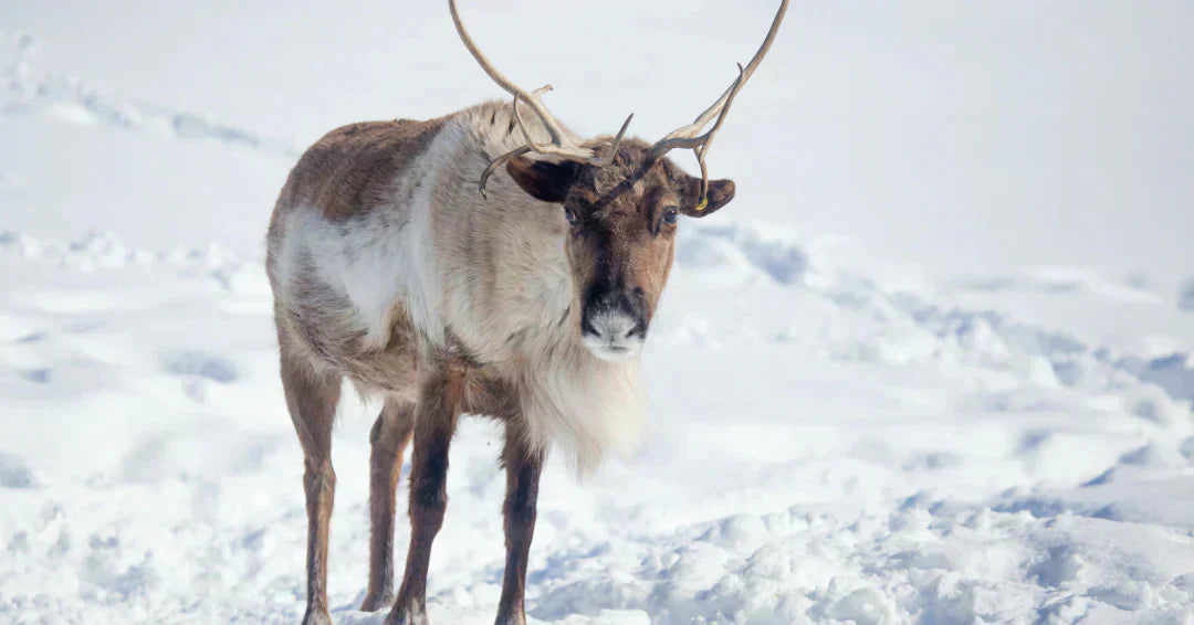 9 Fantastic Facts About Reindeer – The Lollipop Book Club